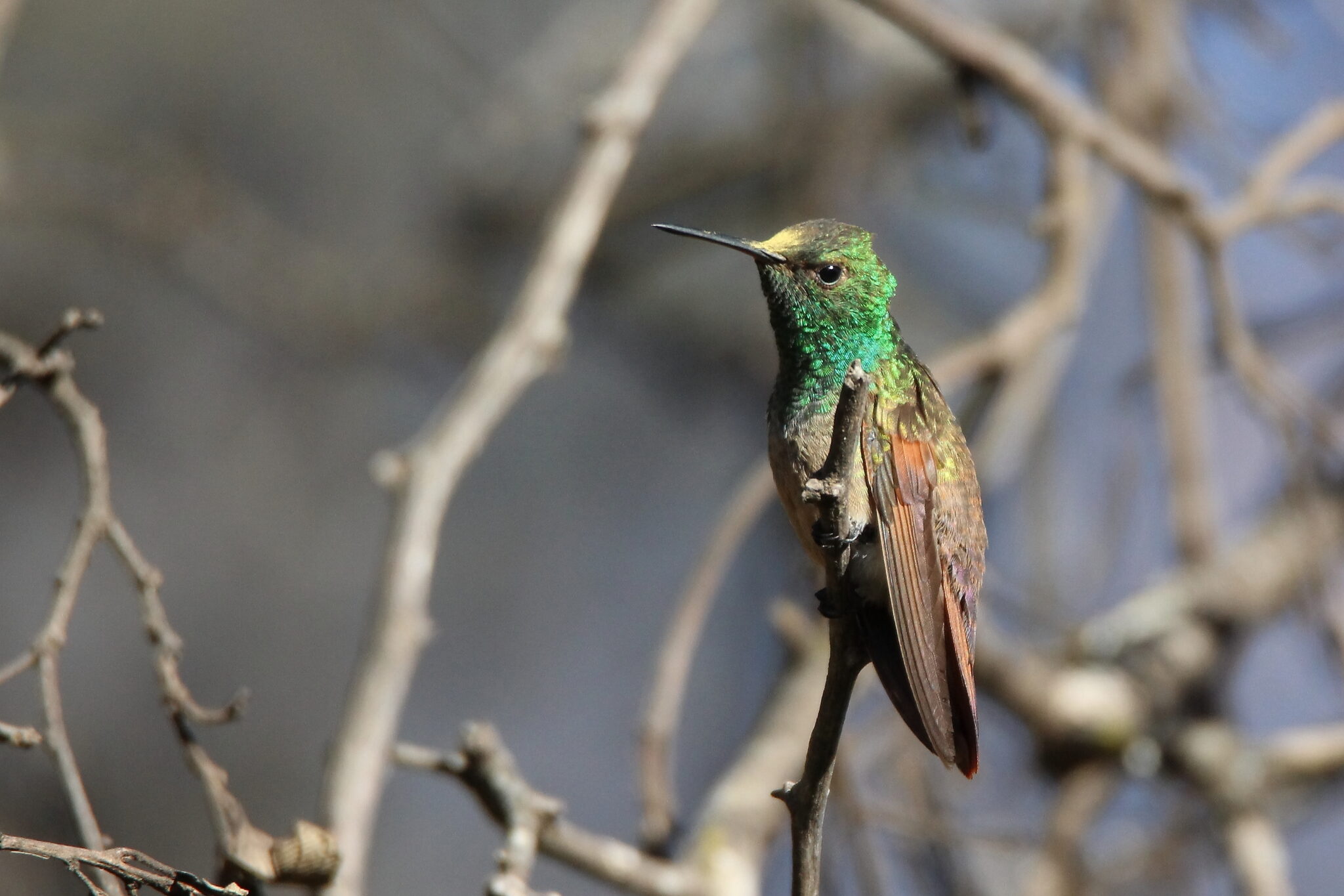 Please Don’t Ask for an Aztec - 10,000 Birds