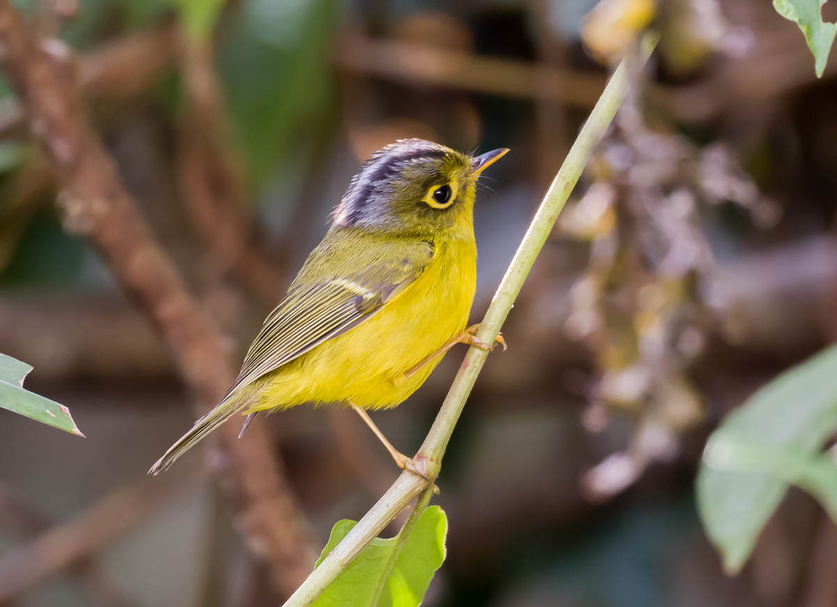 Birding Nonggang, Guangxi, China - Part 1 - 10,000 Birds