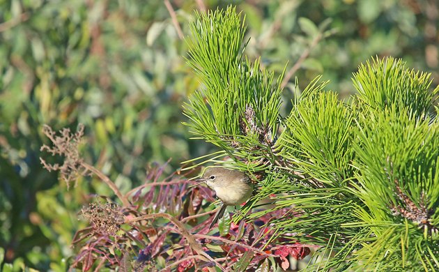 First Queens Big Sit at Fort Tilden a Rousing Success - 10,000 Birds