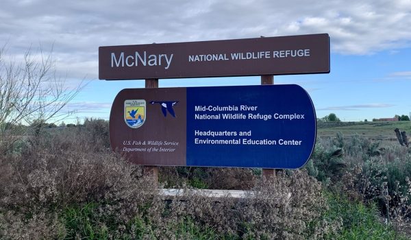 Birding Southeastern Washington (McNary NWR) - 10,000 Birds