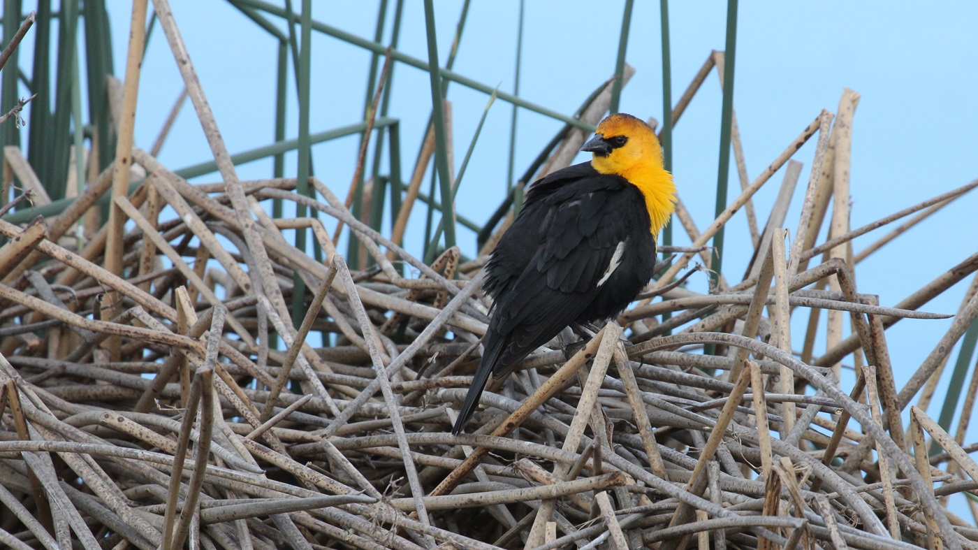 Birding Southeastern Washington (McNary NWR) - 10,000 Birds