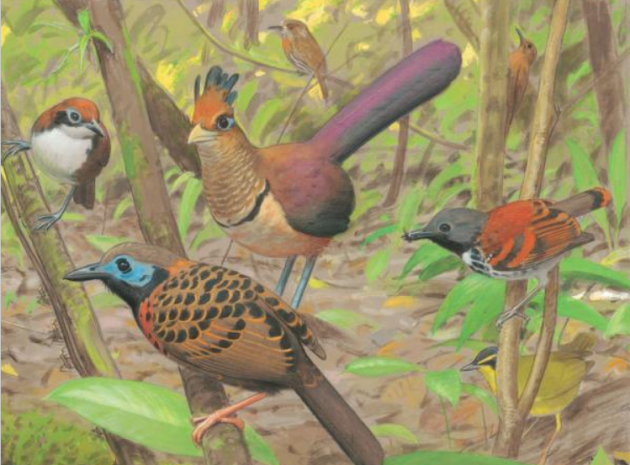New Field Guide: Central America - 10,000 Birds