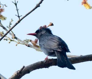 Birding Nabang, Yunnan (2) - 10,000 Birds
