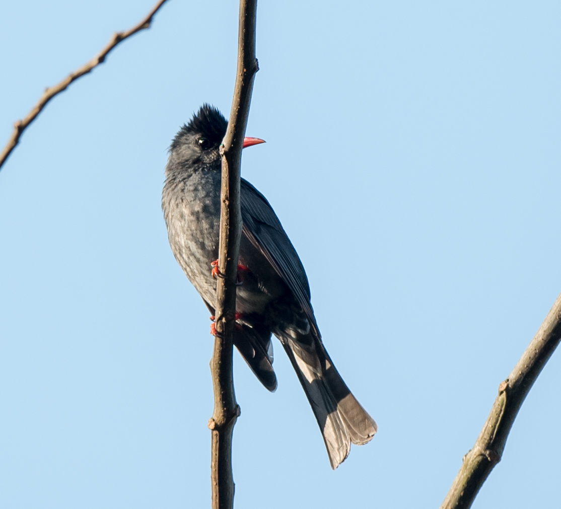 Birding Nabang, Yunnan (2) - 10,000 Birds