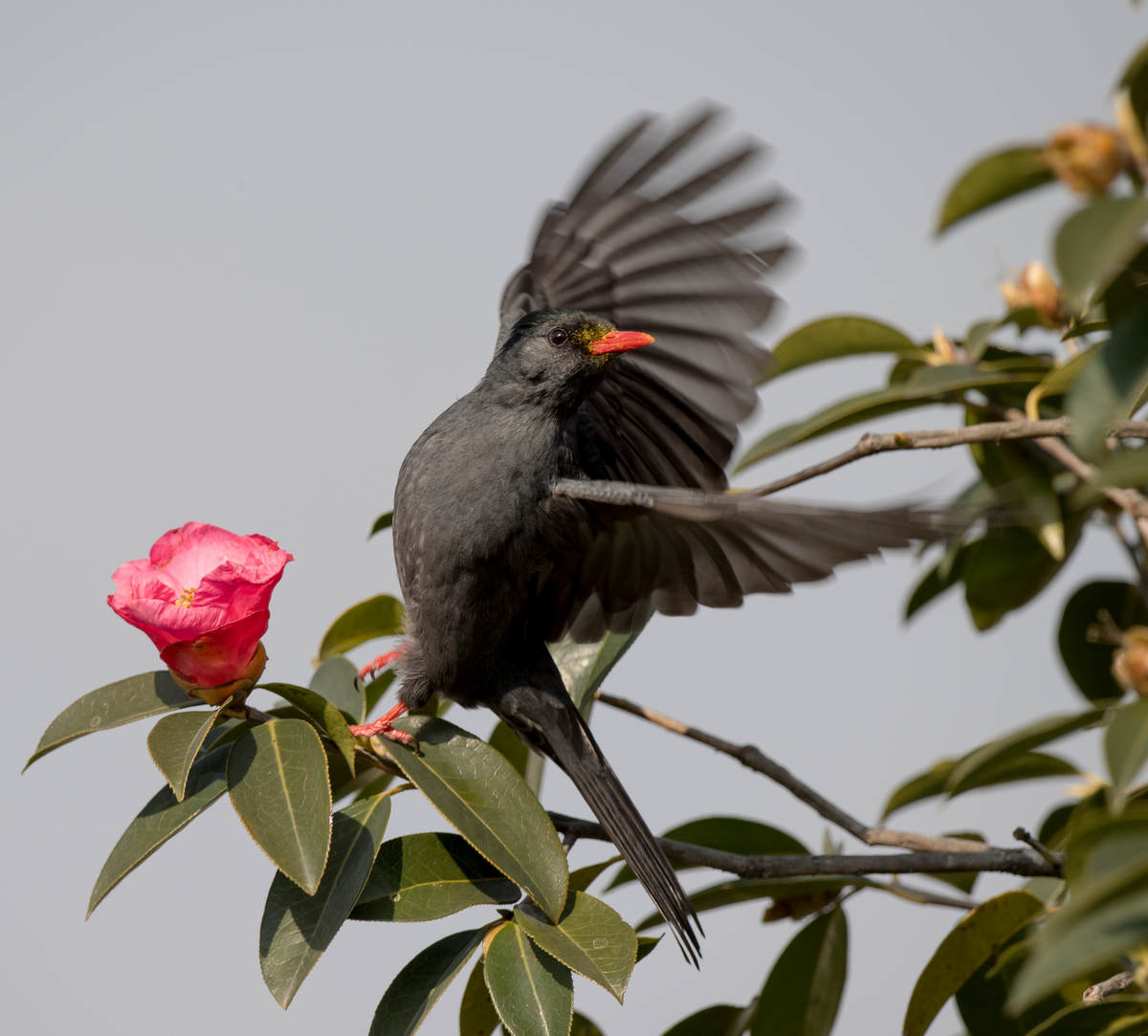Birding Tengchong, Yunnan, China in 2017 - 10,000 Birds