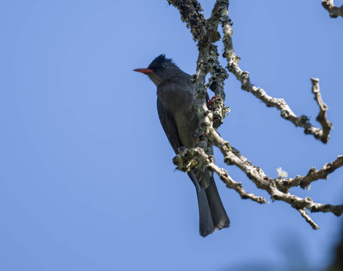 Birding Tengchong, Yunnan (once more) - 10,000 Birds - animalonly.com