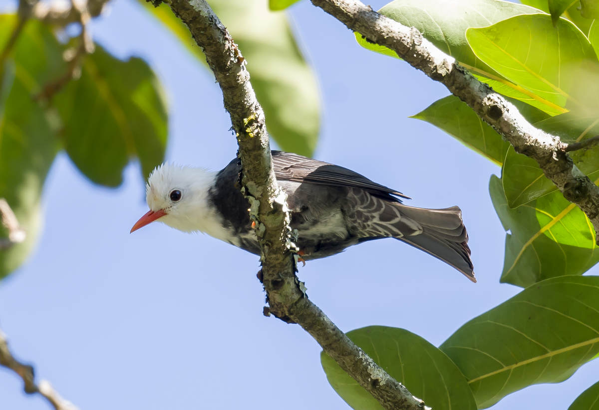 Birding Tengchong, Yunnan (again) - 10,000 Birds