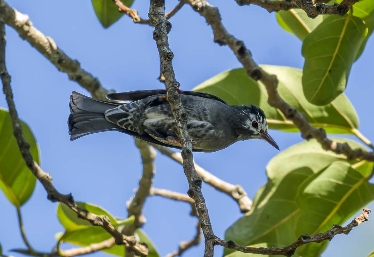 Birding Tengchong, Yunnan (once more) - 10,000 Birds - animalonly.com