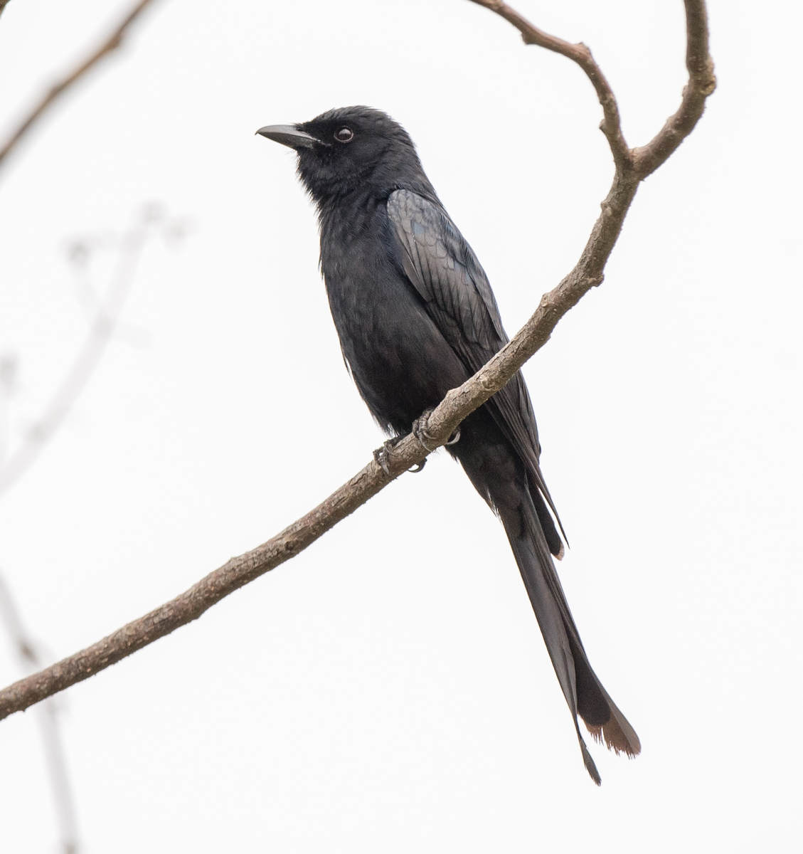 Birding Nabang, Yunnan (2) - 10,000 Birds