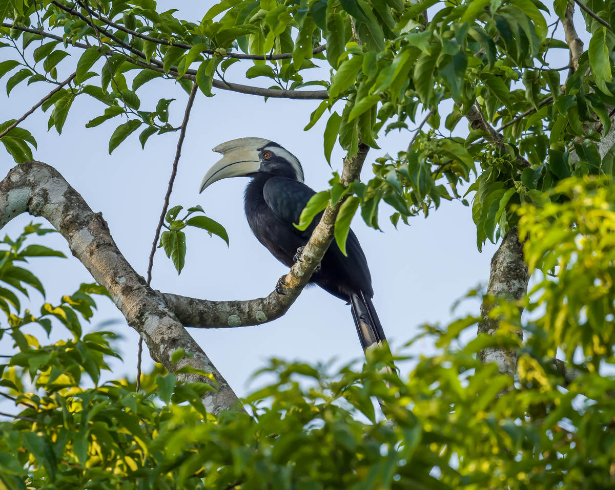 Birding Sukau, Sabah, Borneo - 10,000 Birds