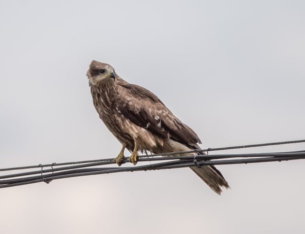 Birding Ruoergai, Sichuan, China - The Raptor Edition - 10,000 Birds