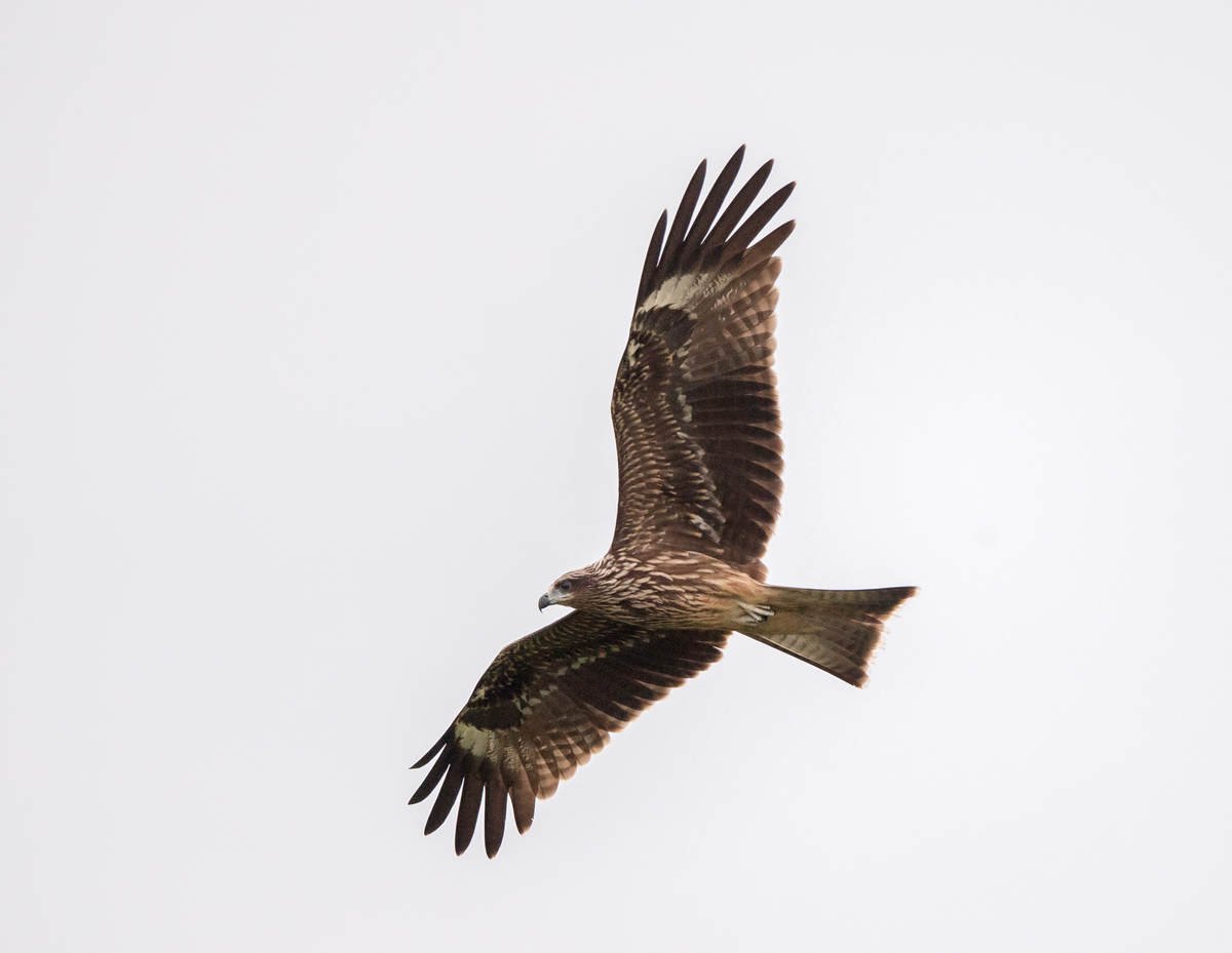 Raptors of Nanhui, Shanghai - 10,000 Birds