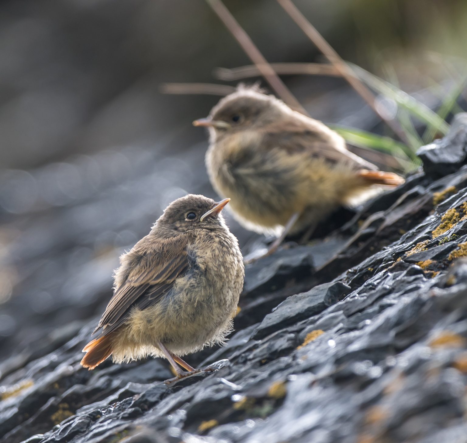 Birding around Chaka, Qinghai, China - 10,000 Birds