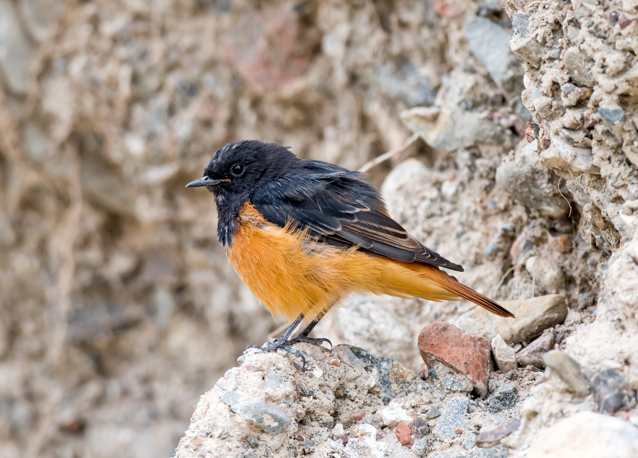 Birding around Chaka, Qinghai, China - 10,000 Birds