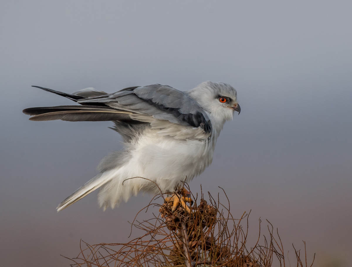 Raptors of Nanhui, Shanghai - 10,000 Birds