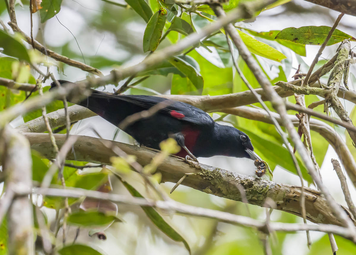 Birding Mount Kinabalu, Sabah, Borneo - 10,000 Birds