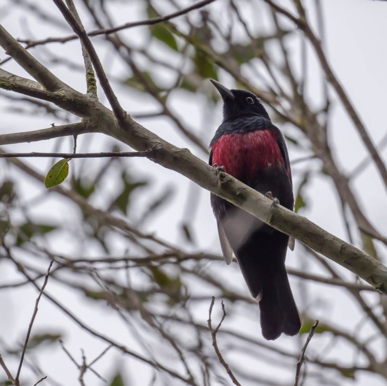 Birding Mount Kinabalu, Sabah, Borneo - 10,000 Birds