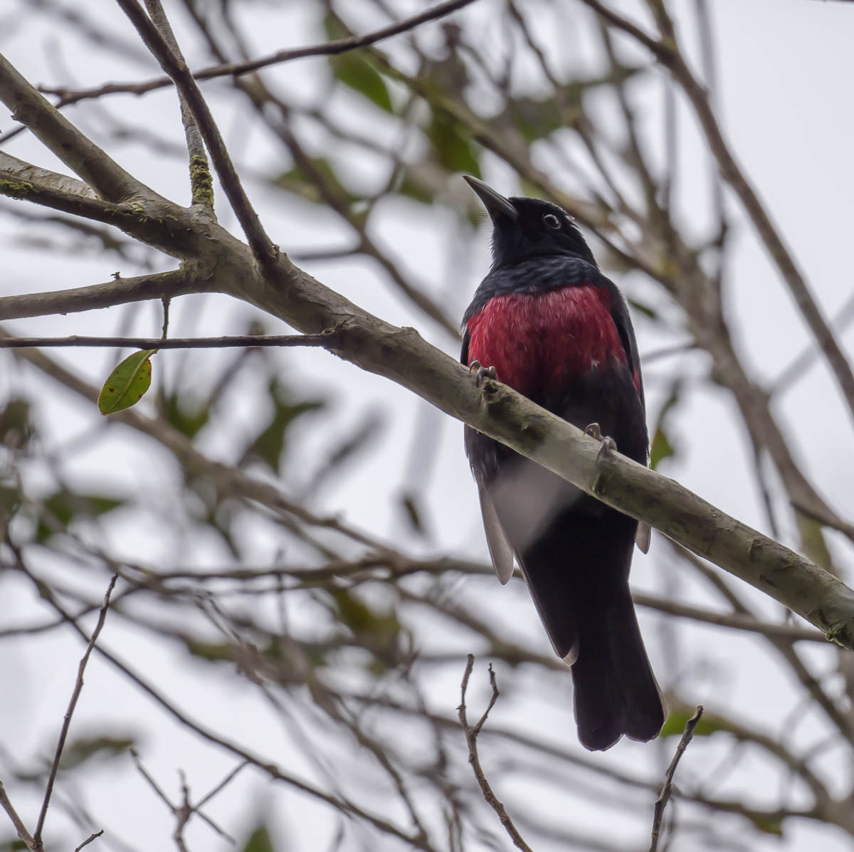 Birding Mount Kinabalu, Sabah, Borneo - 10,000 Birds