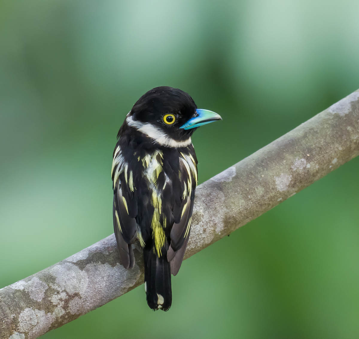 Birding Sepilok, Borneo (Part 2) - 10,000 Birds