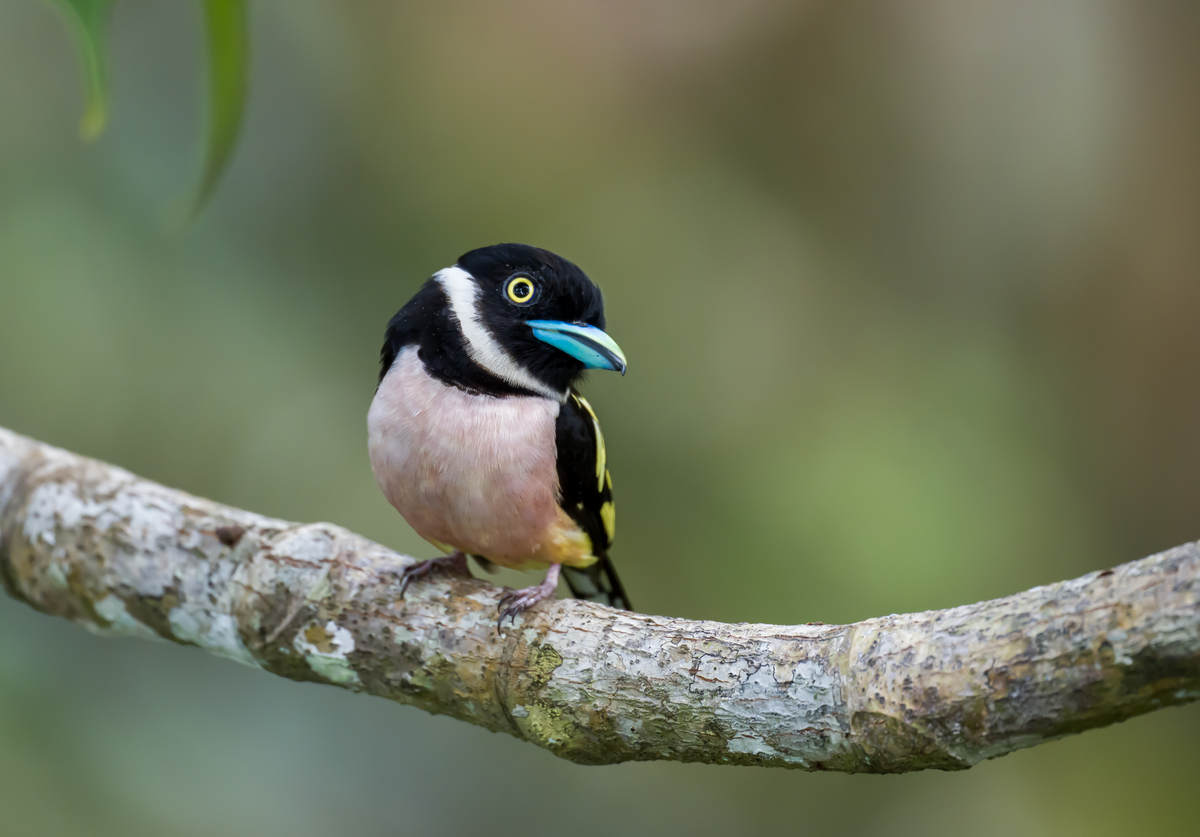 Birding Sepilok, Borneo (Part 2) - 10,000 Birds