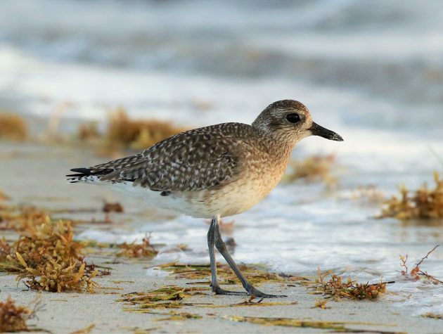 Best Time to Bird South Florida? Fall Migration - 10,000 Birds