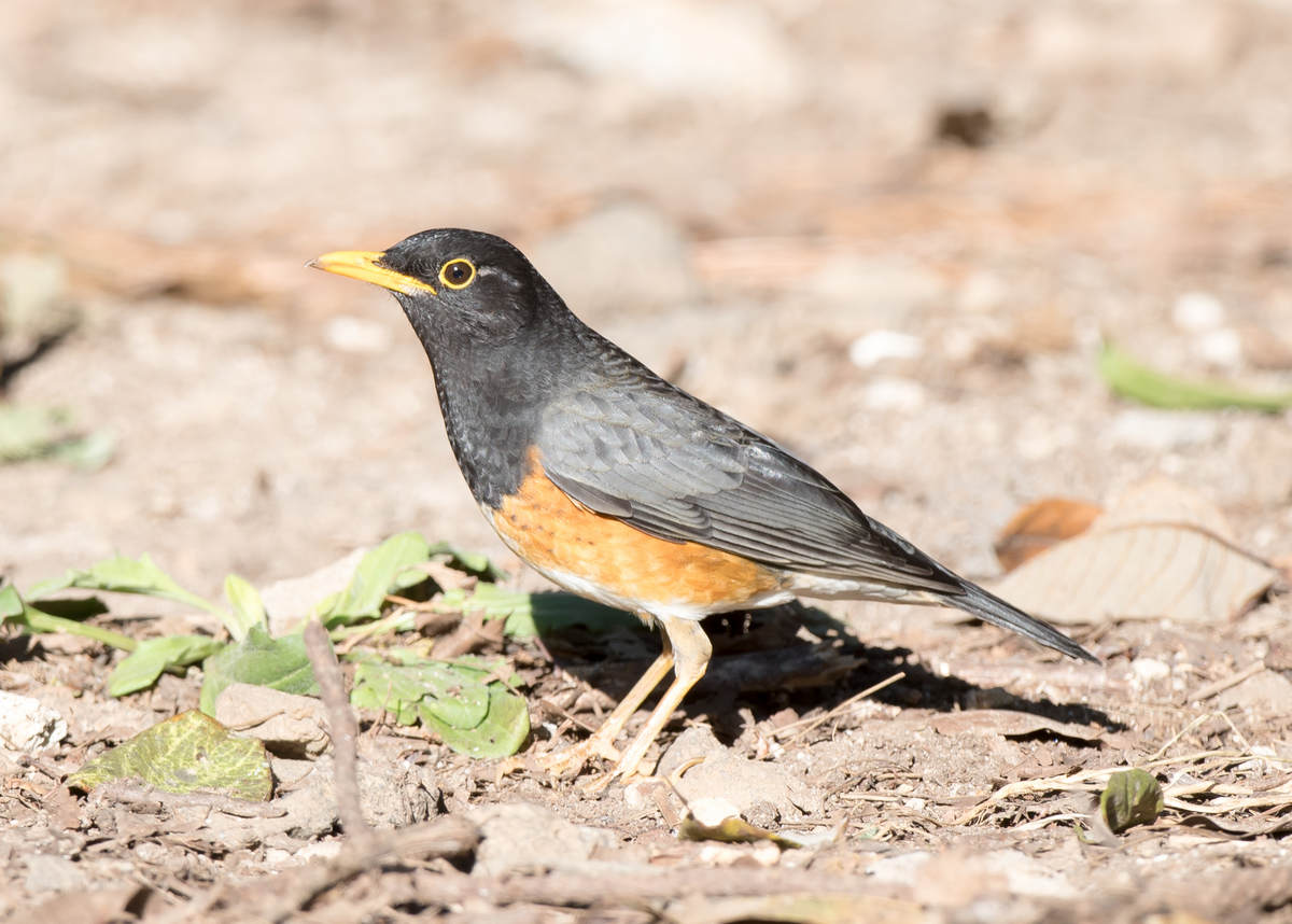 Birding Tengchong, Yunnan, China in 2017 - 10,000 Birds