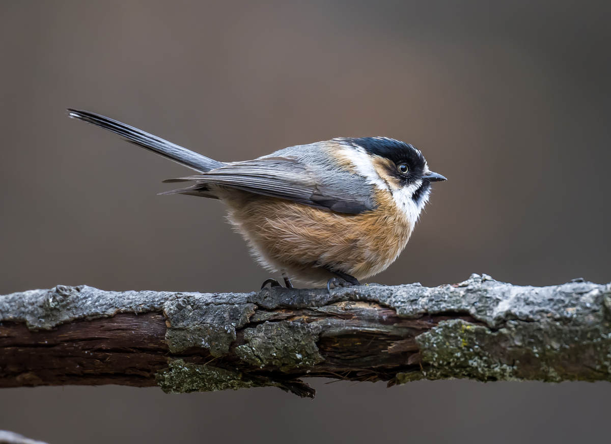 Birding Kangding, Sichuan - 10,000 Birds