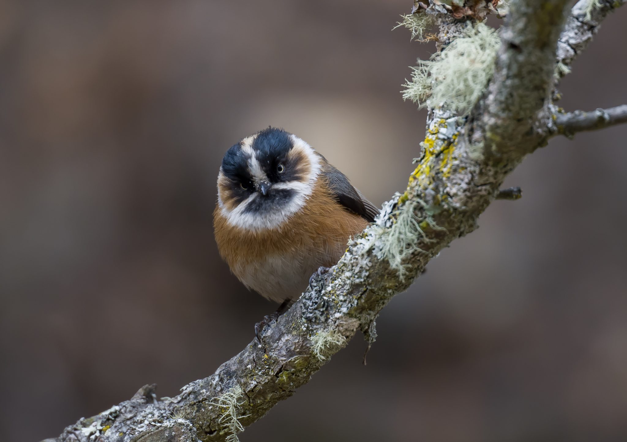 Birding Kangding, Sichuan - 10,000 Birds