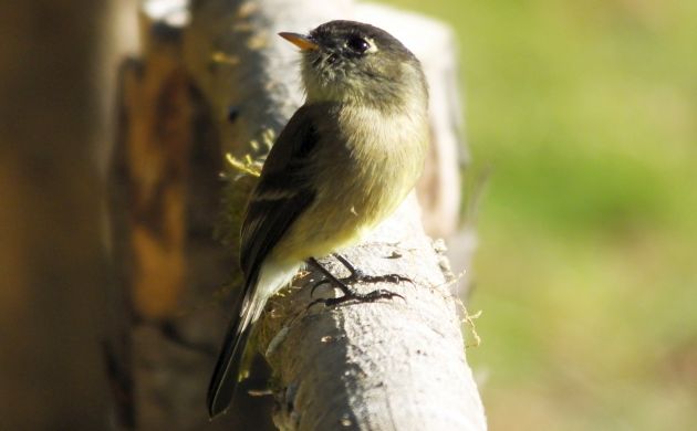 No Need To Fear The Flycatcher In Costa Rica - 10,000 Birds