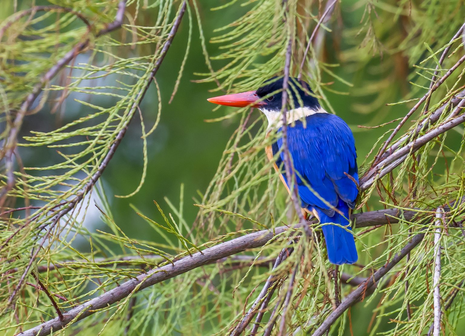 Birding Shanghai in October 2022 - 10,000 Birds