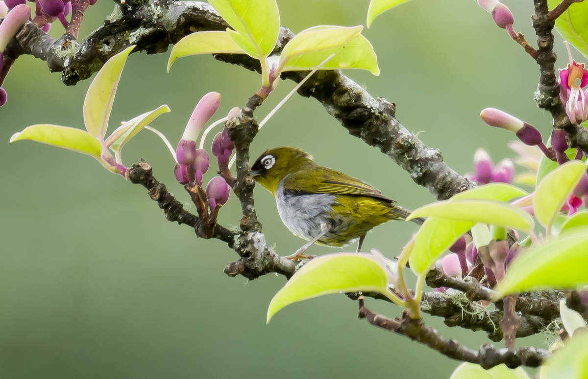 Birding Mount Kinabalu, Sabah, Borneo - 10,000 Birds