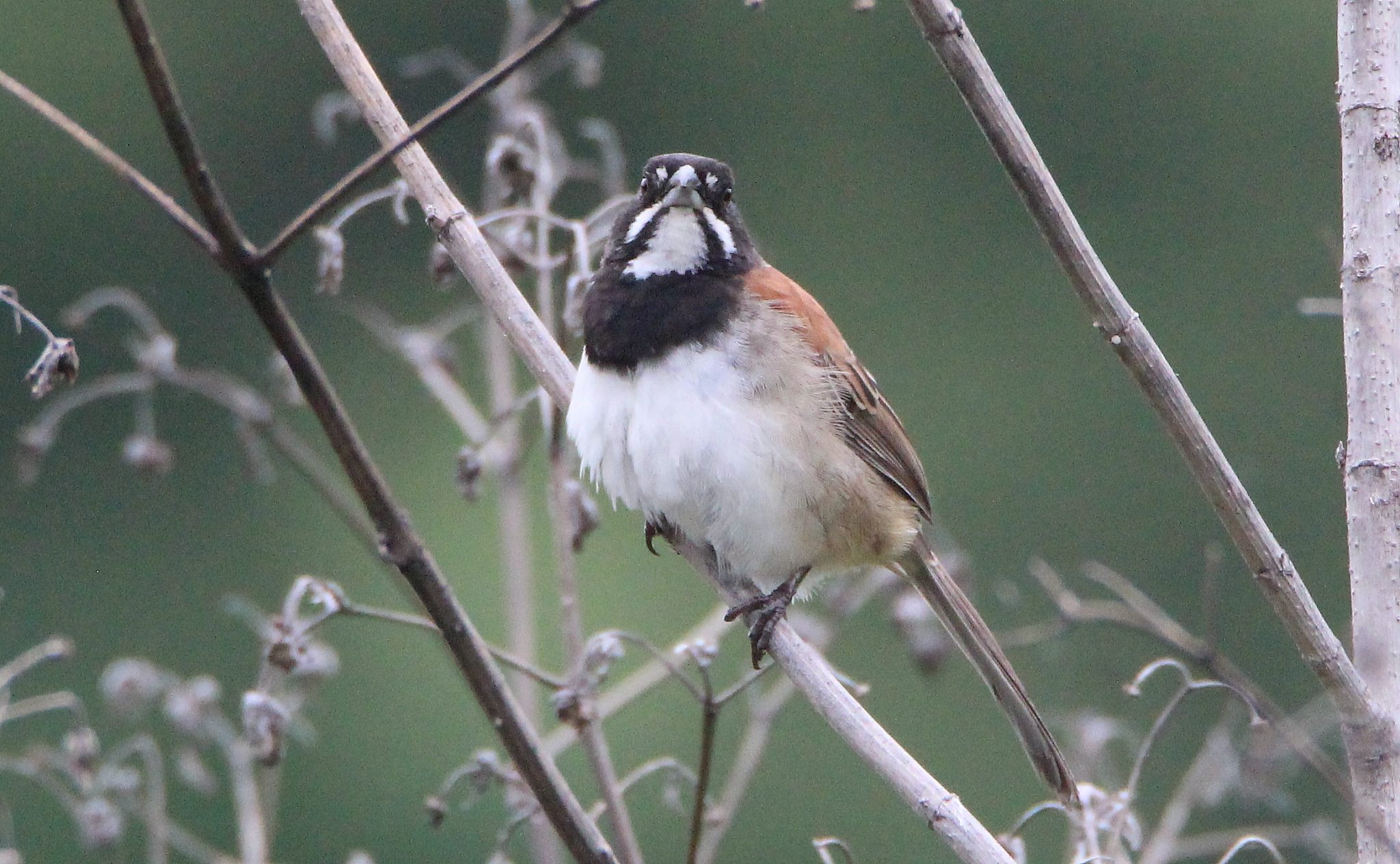 My Pilgrimage - 10,000 Birds