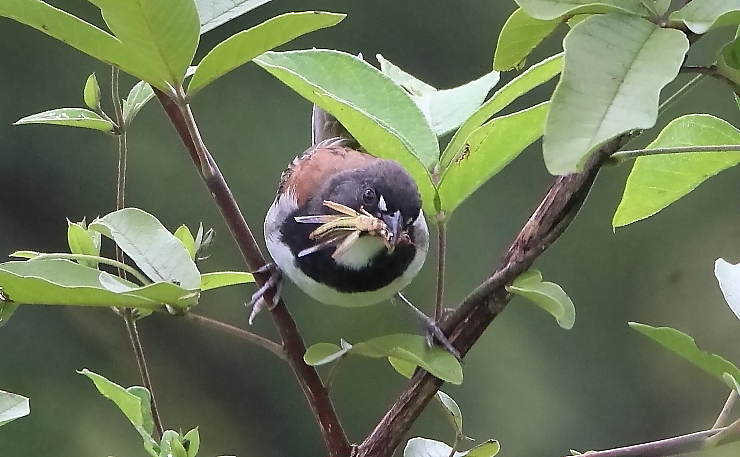 I Have Been Remiss - 10,000 Birds