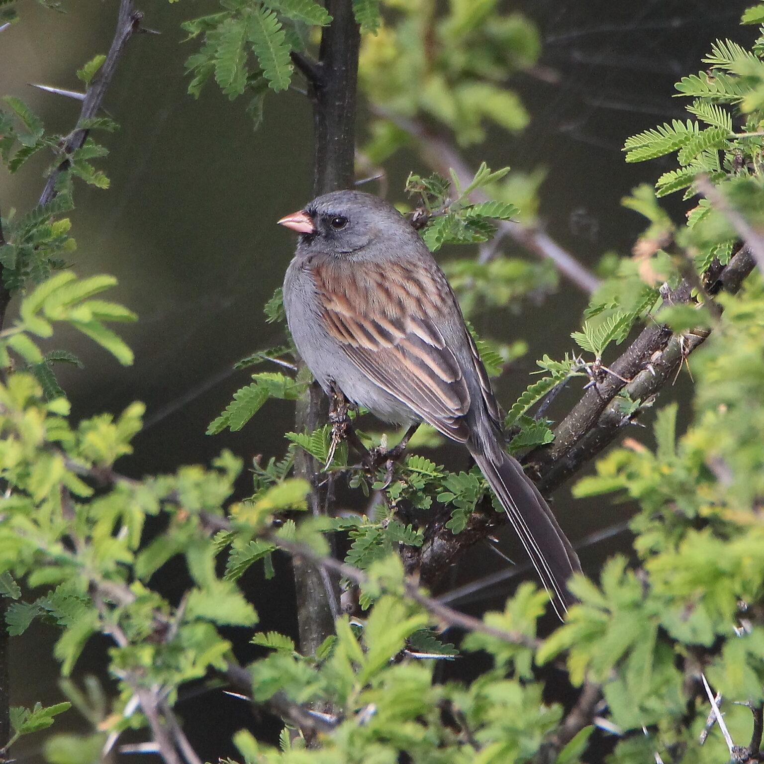 New Year’s Birding in Central Mexico - 10,000 Birds