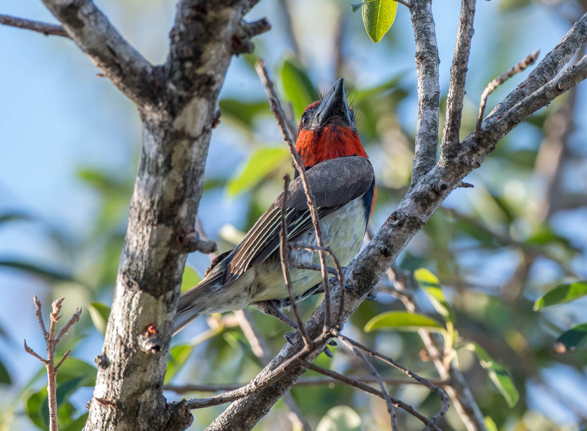 A few Barbets - 10,000 Birds