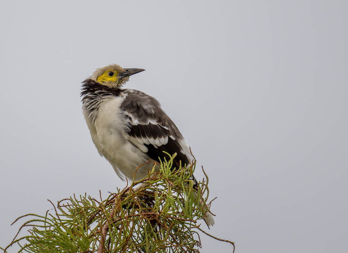 Birding Shanghai in September 2022 - 10,000 Birds