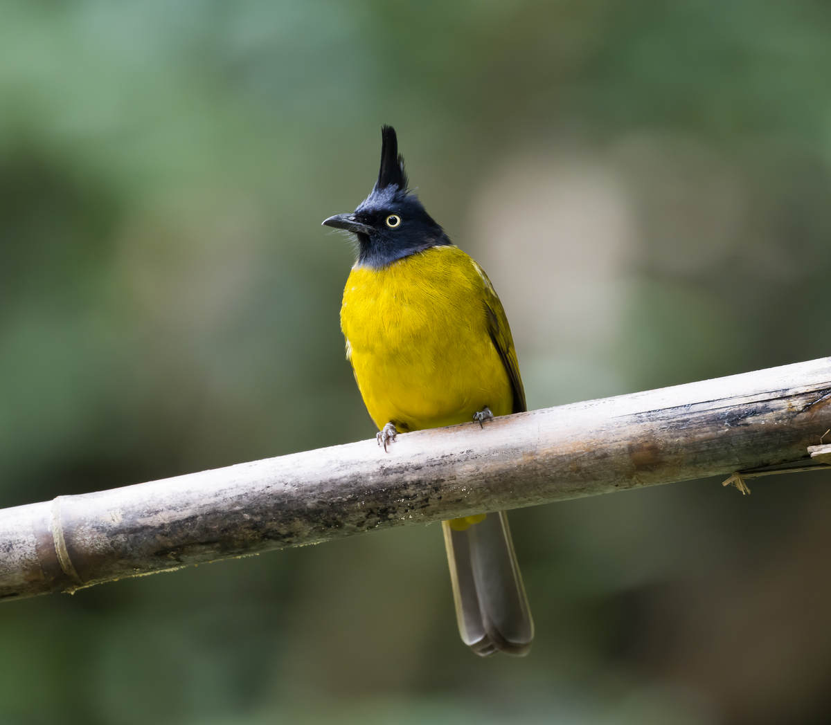 Crested and Proud - 10,000 Birds