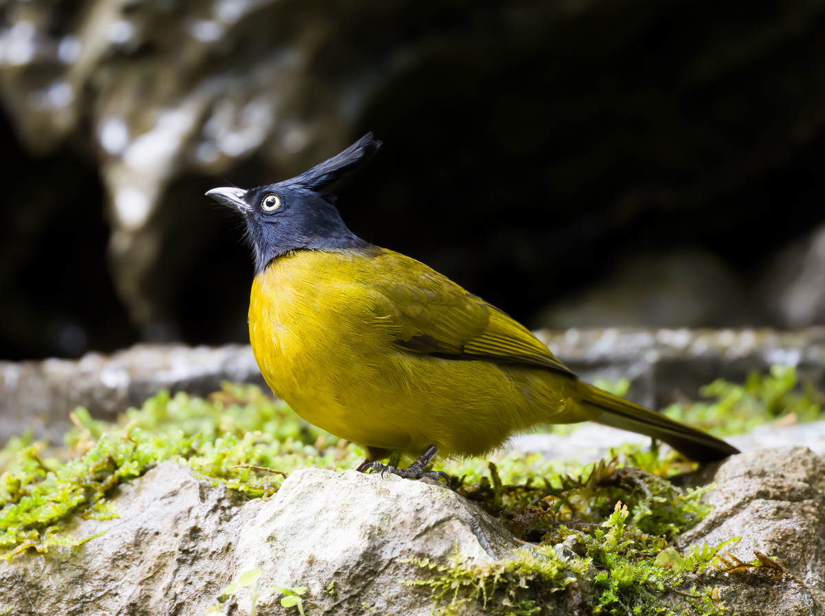 Birding Nonggang, Guangxi, China - Part 1 - 10,000 Birds