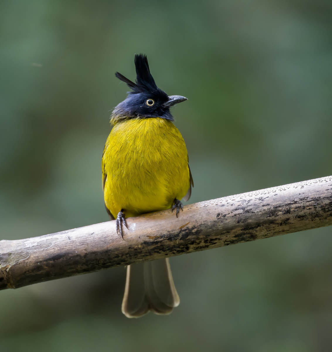 Birding Nonggang, Guangxi, China - Part 1 - 10,000 Birds
