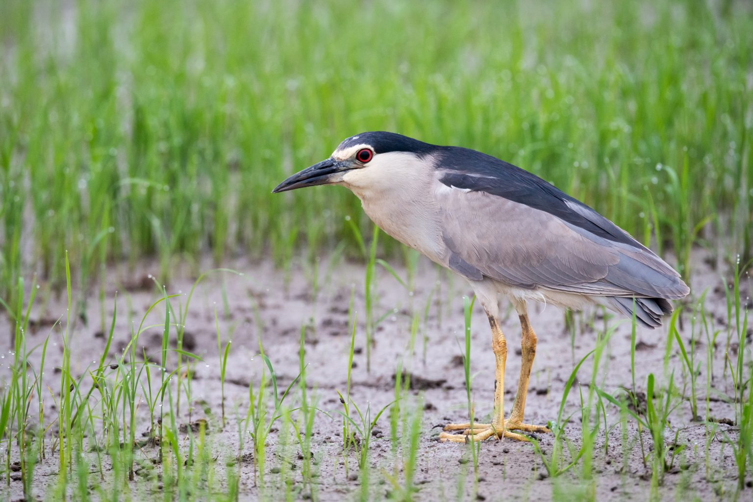 Summer birding in Shanghai - 10,000 Birds