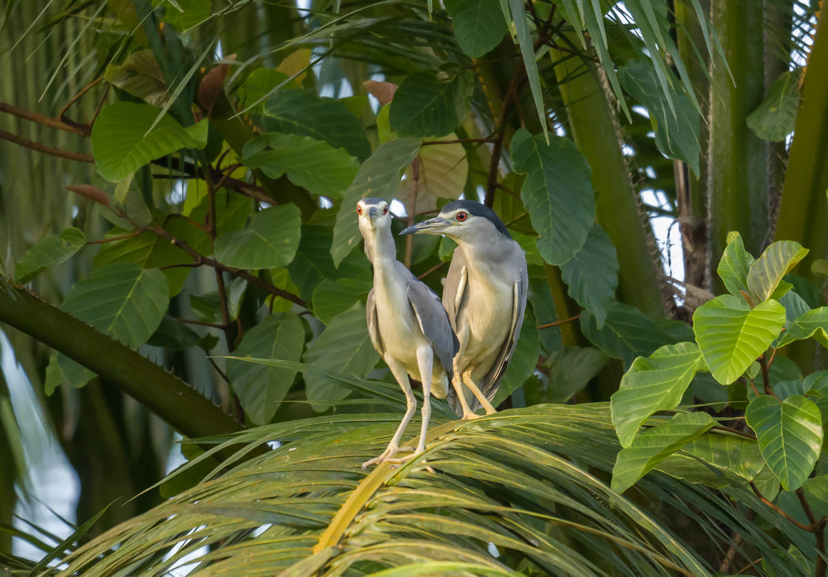 Birding Sukau, Sabah, Borneo - 10,000 Birds