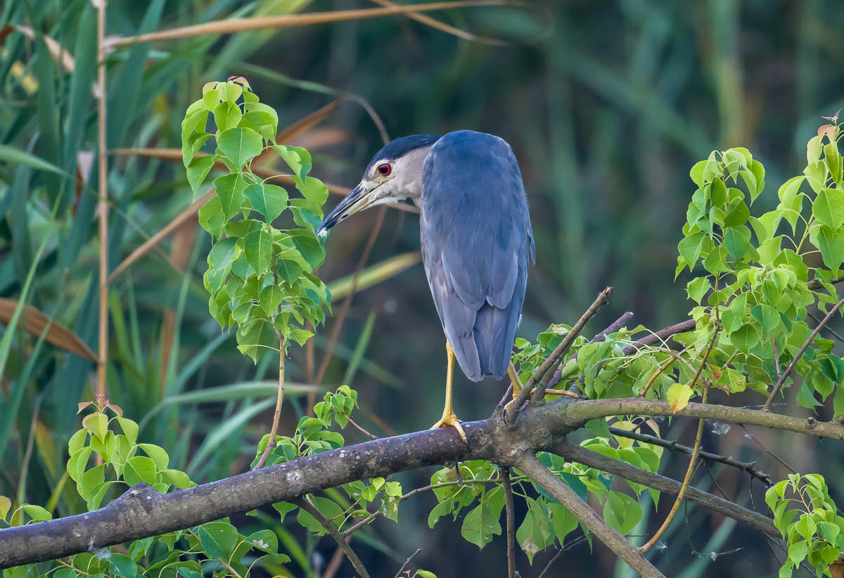 Birding Shanghai in August 2023 - 10,000 Birds