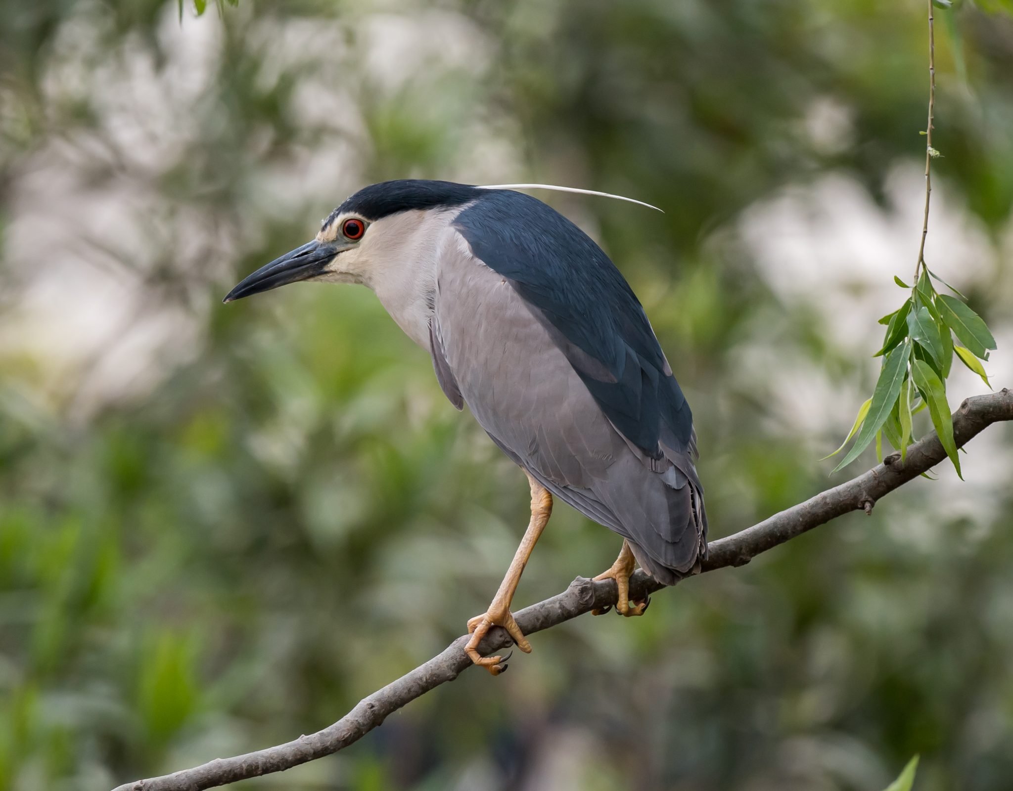 Shanghai birds in April - 10,000 Birds