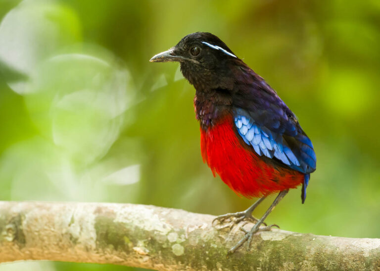 The five most unique birds in the world - 10,000 Birds