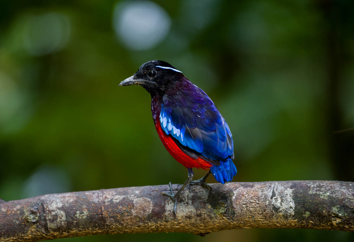 The Pittas of Sepilok - 10,000 Birds