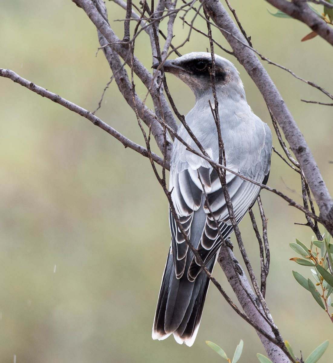 15 Australian Birds (Episode 6) - 10,000 Birds