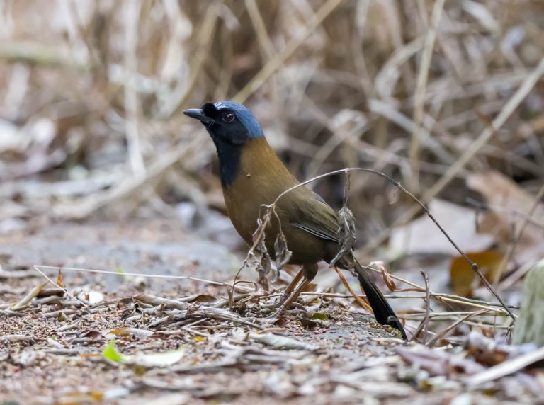 Birding Jianfengling, Hainan (A-H) - 10,000 Birds