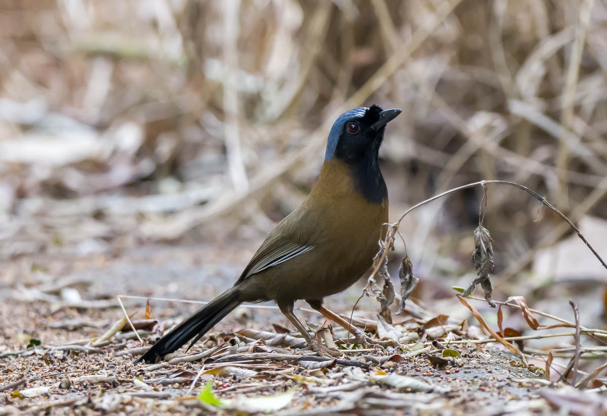 Birding Jianfengling, Hainan (A-H) - 10,000 Birds
