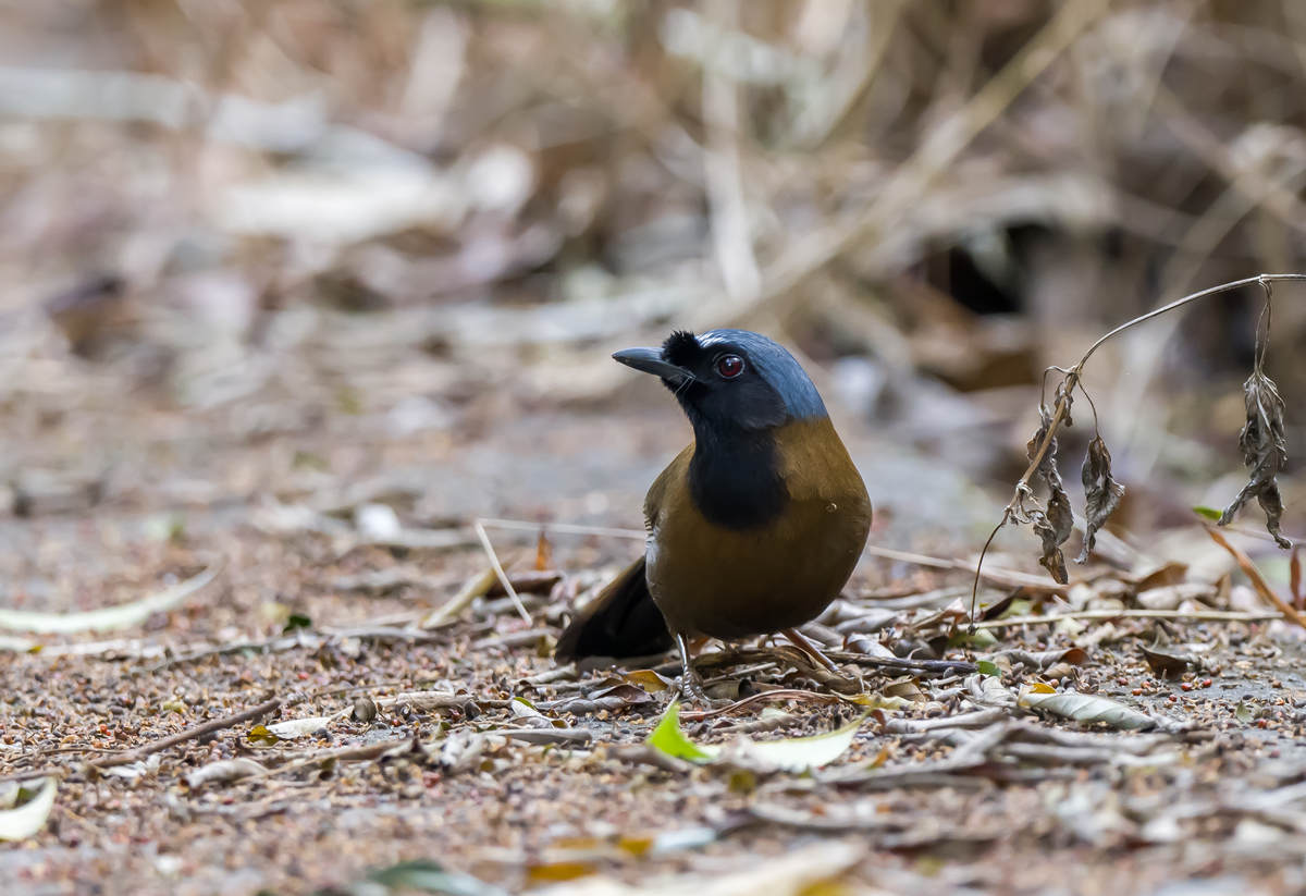 Birding Jianfengling, Hainan (A-H) - 10,000 Birds