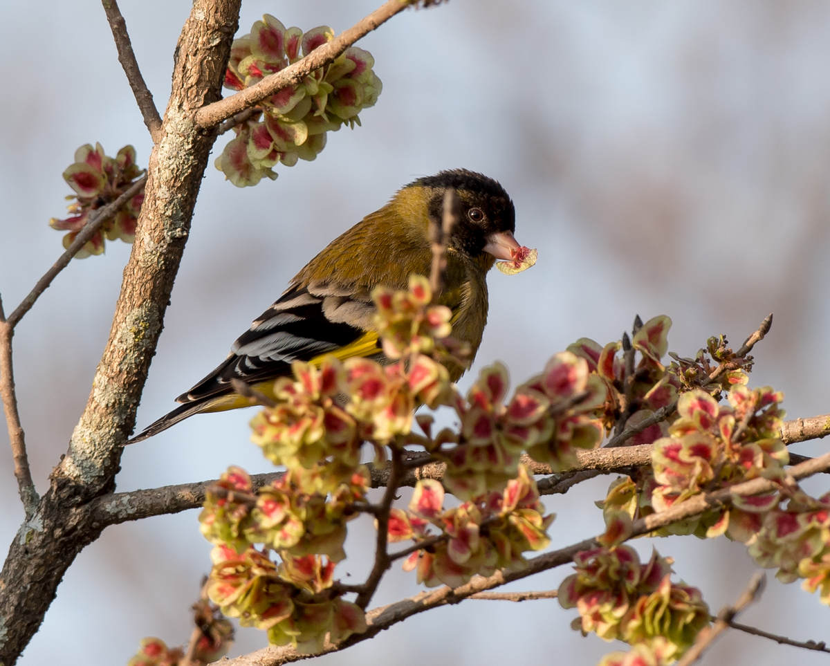 Birding Tengchong, Yunnan, China in 2017 - 10,000 Birds